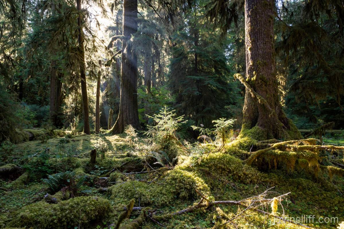 Javin Elliff Photography - Forests