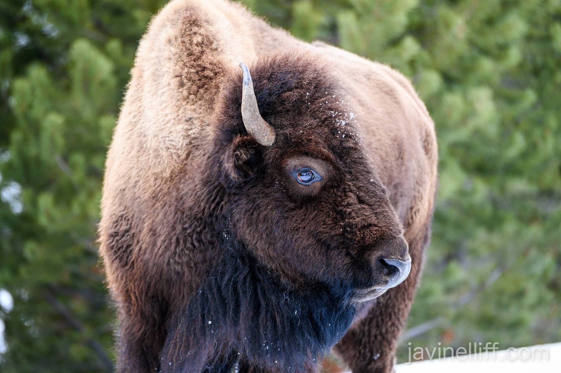 Javin Elliff Photography - Bison