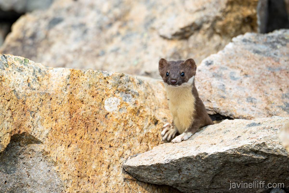 Javin Elliff Photography - Updates