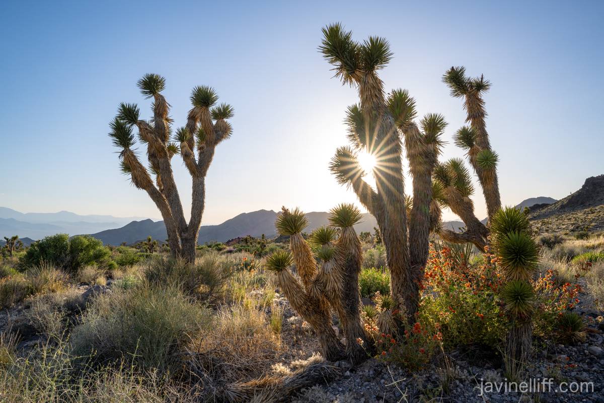 Javin Elliff Photography